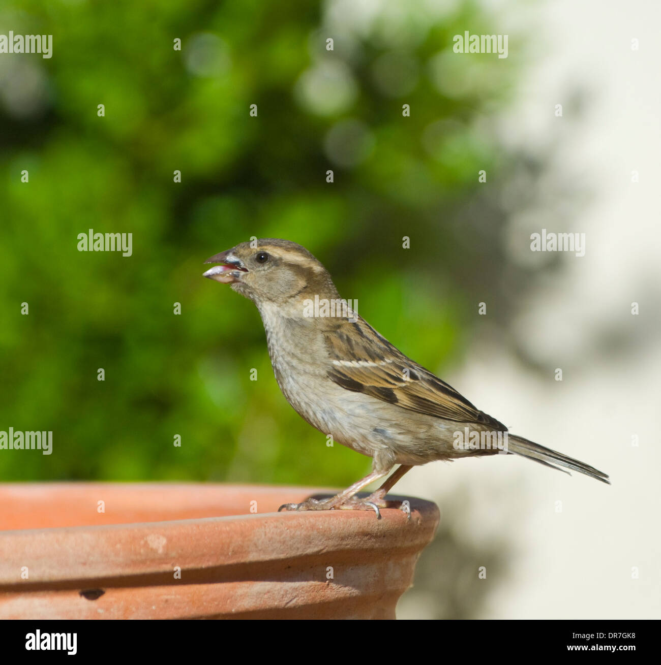 Female House Sparrow (Passer domesticus) - New South Wales - Australia ...