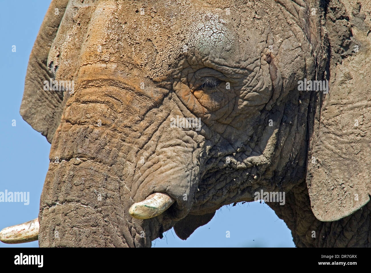 African elephant close-up head shot Stock Photo - Alamy