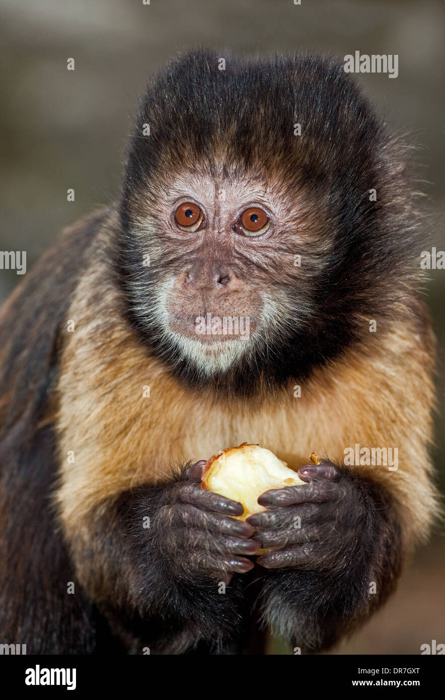 Female Buffy-headed Capuchin Stock Photo - Alamy