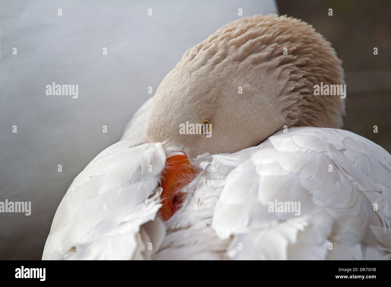 White domestic goose with orange bill bill buried in feathers Stock ...