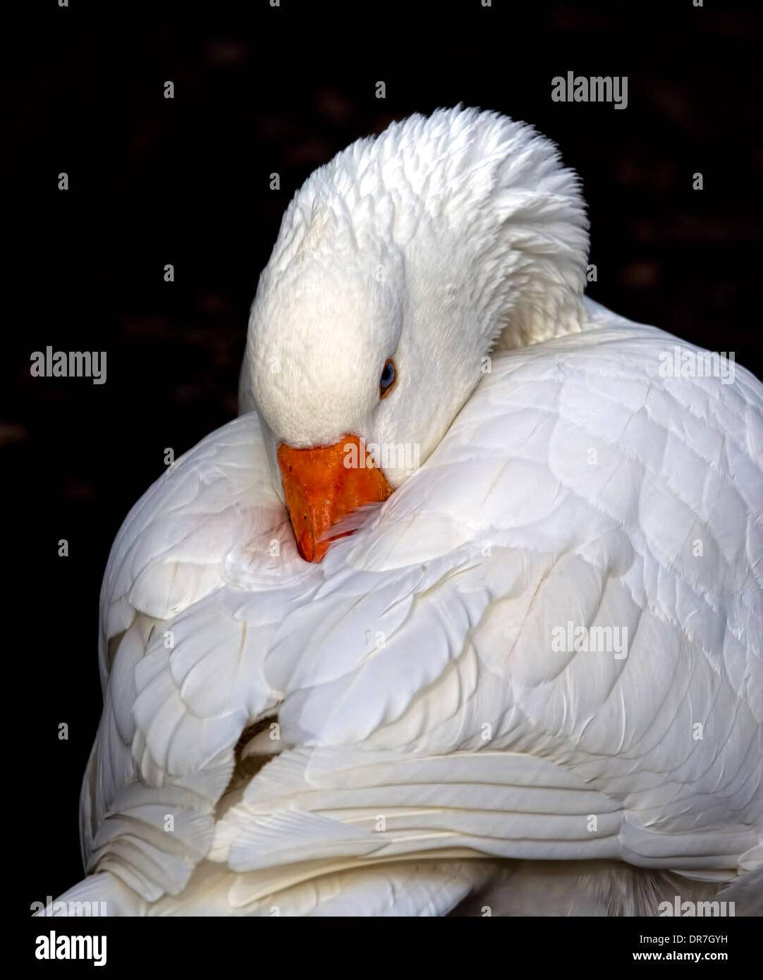White domestic goose with orange bill bill buried in feathers on a ...