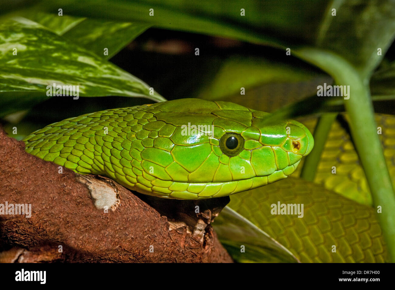 Eastern Green Mamba Stock Photo - Alamy
