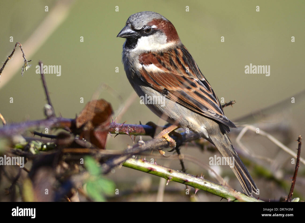 Sparrow uk hi-res stock photography and images - Alamy