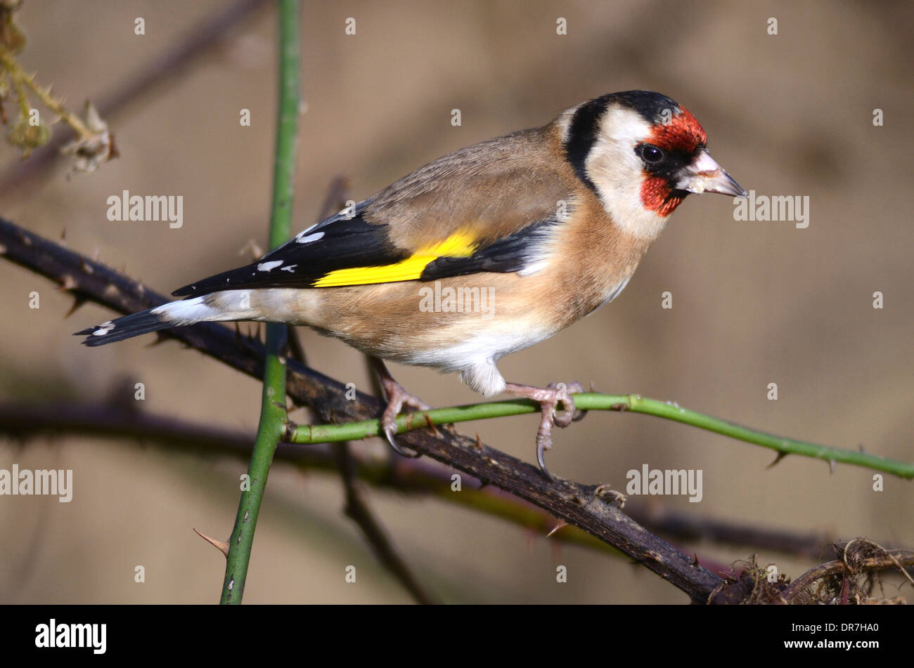 Bramble finch hi-res stock photography and images - Alamy