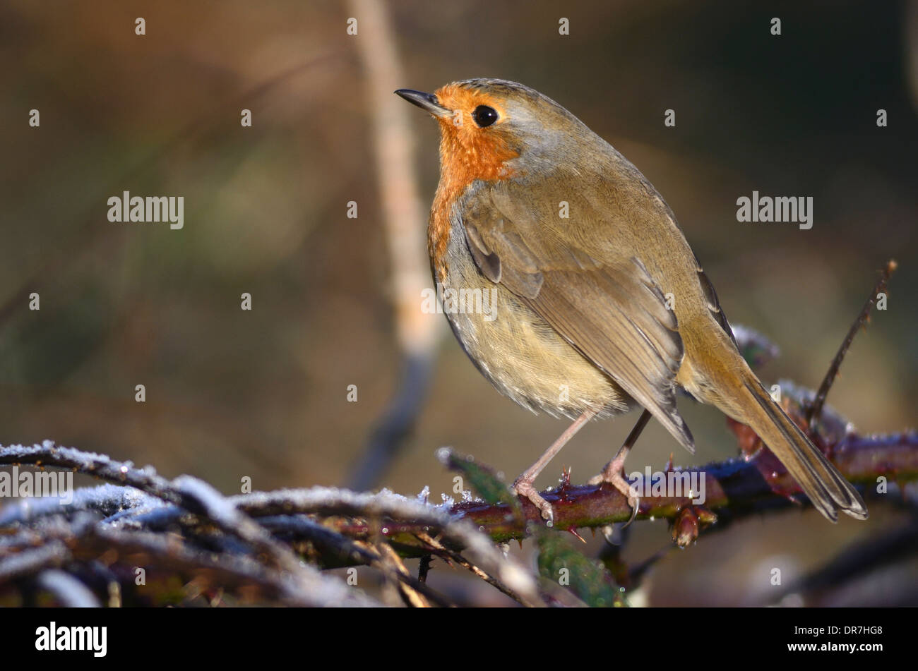 Bramble bird hi-res stock photography and images - Alamy