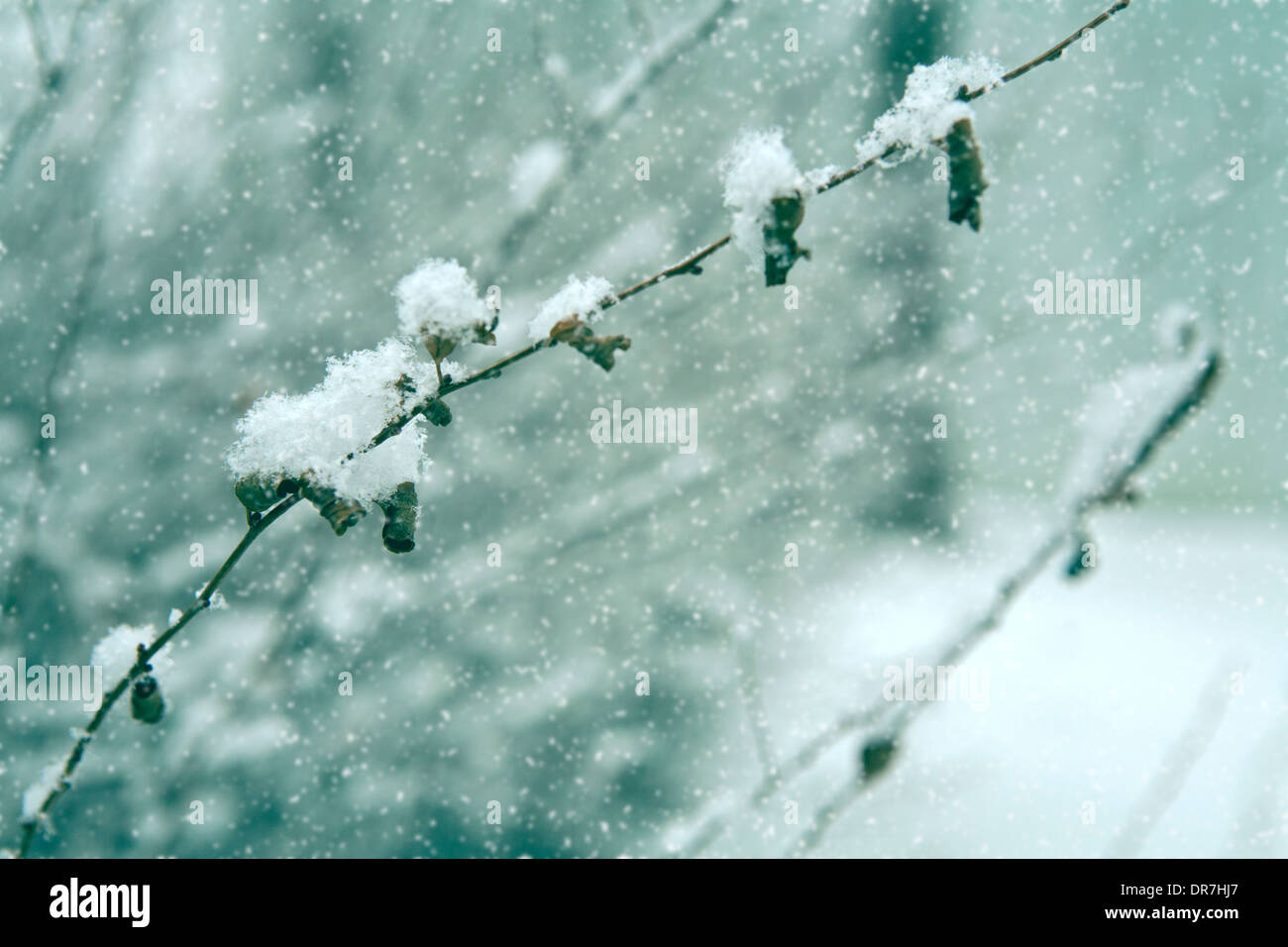 In snowy day, Snowflake is piled up on a tree branch Stock Photo - Alamy