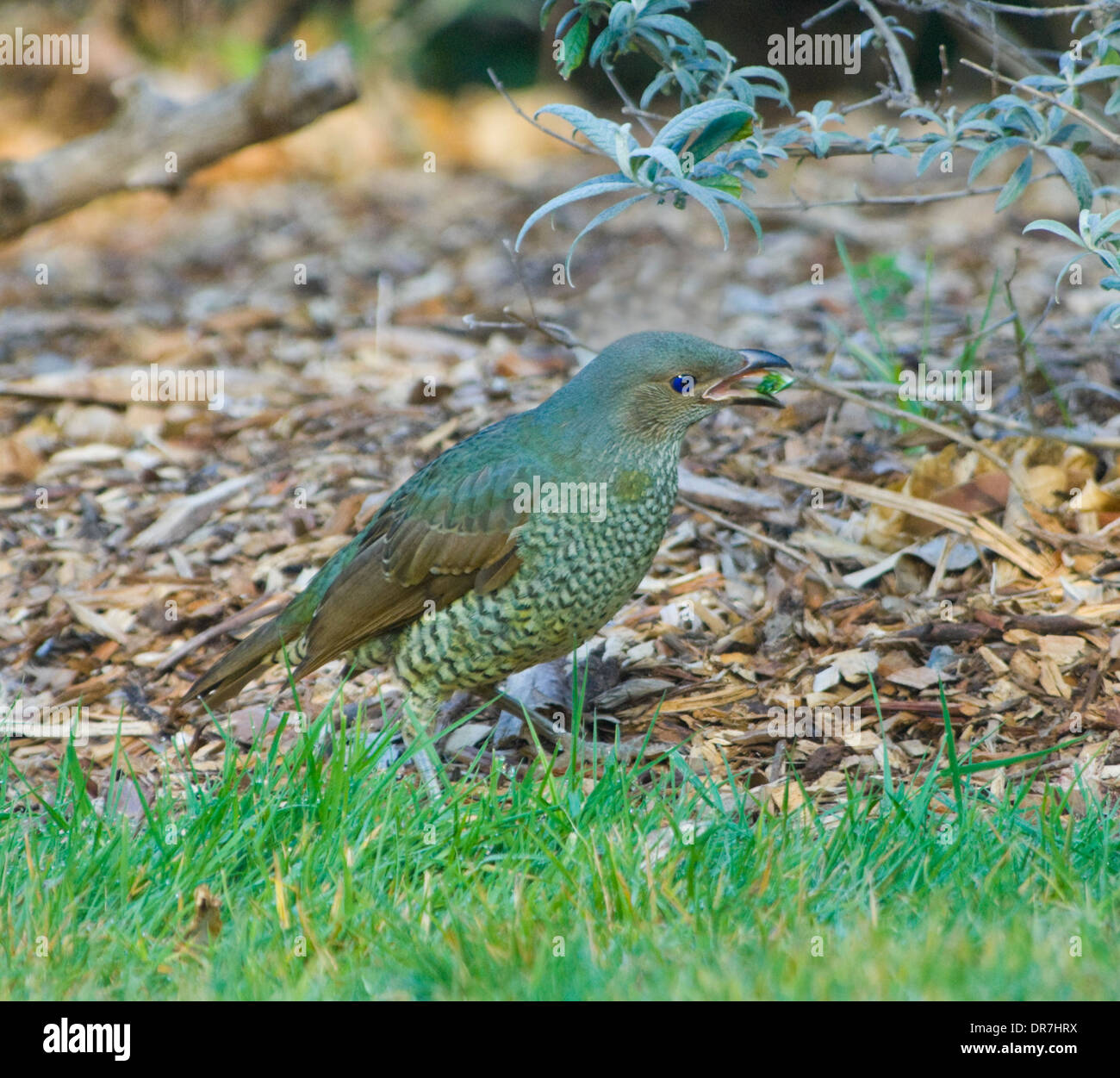 Female satin bowerbird hi-res stock photography and images - Alamy