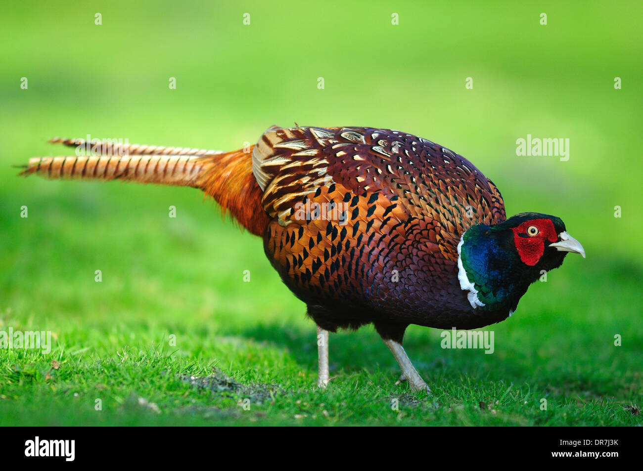 Flight Pens Pheasant Aviary