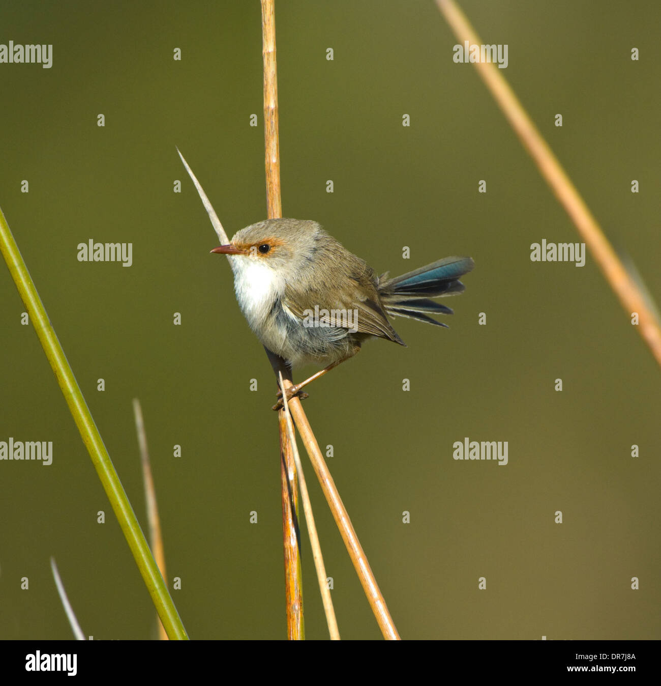 Female Superb Fairy-wren (Malurus cyaneus), New South Wales, Australia ...
