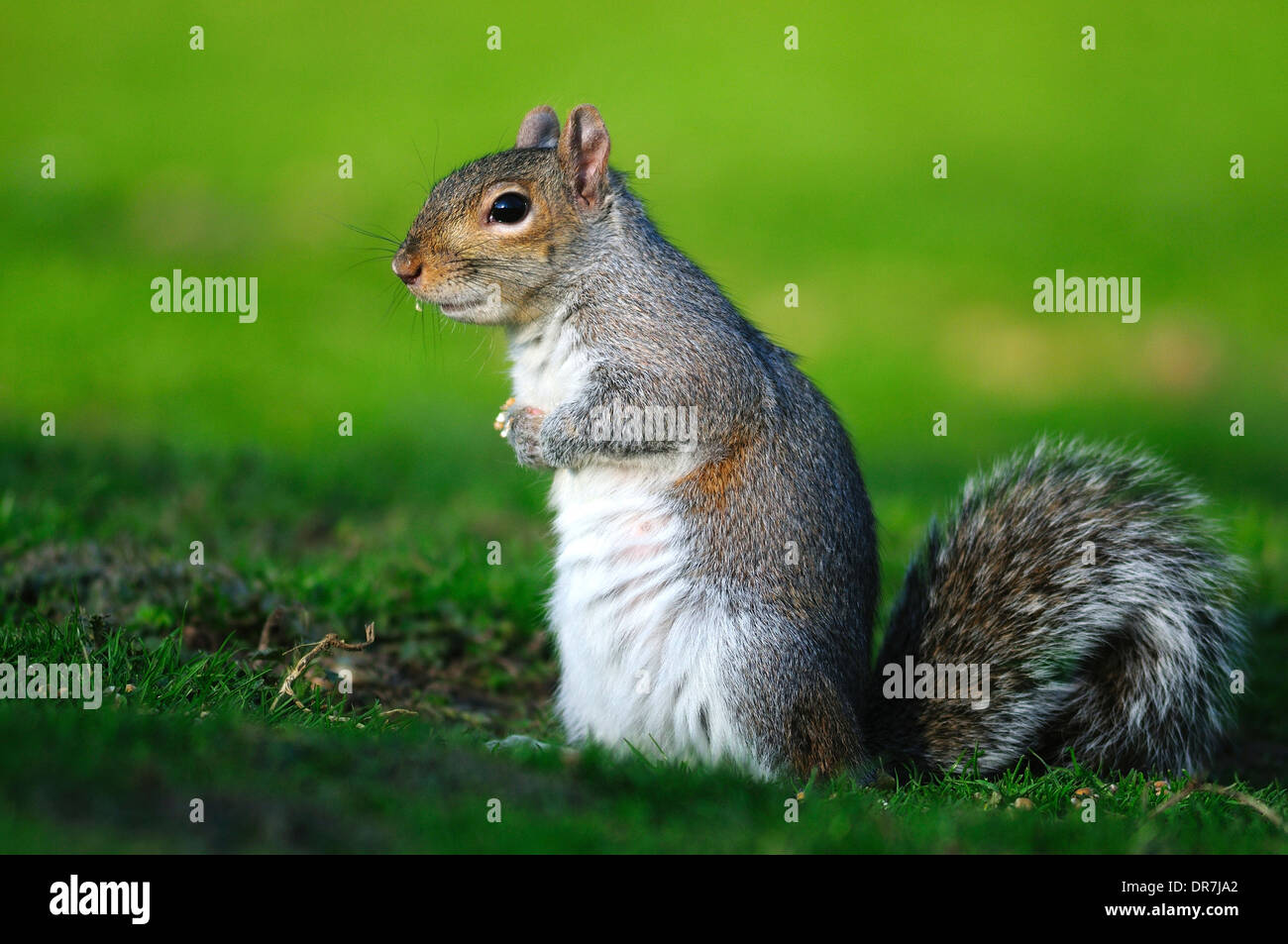 A grey squirrel sitting in a field UK Stock Photo - Alamy
