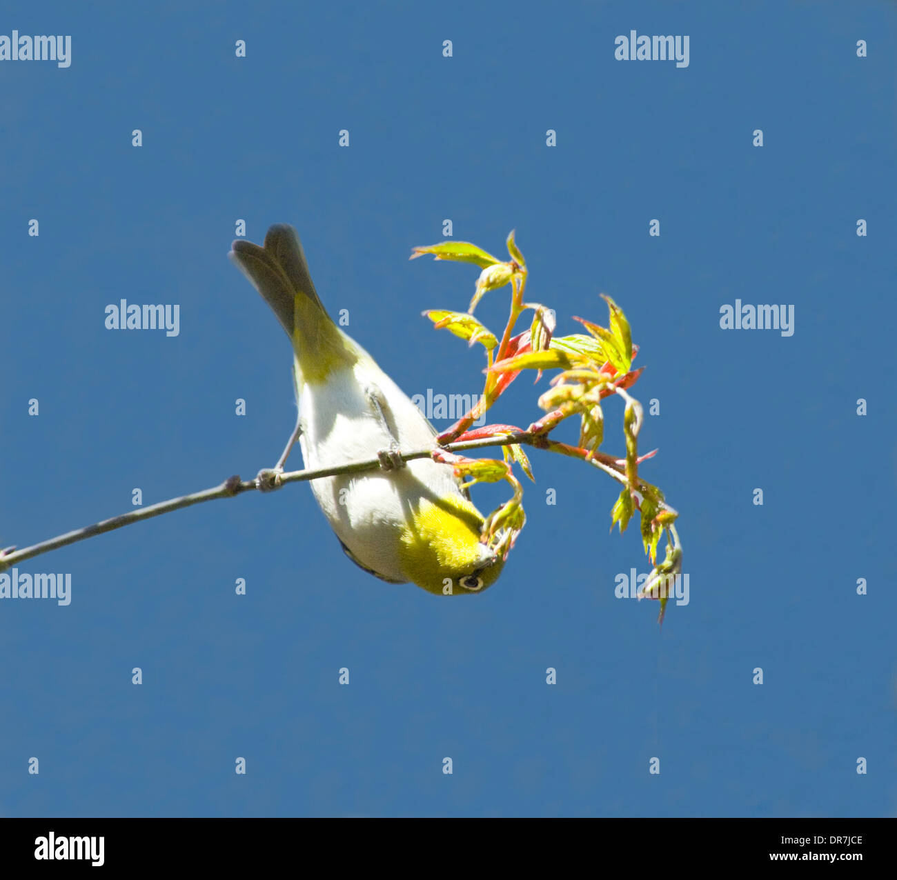 Silvereye (Zosterops lateralis) - New South Wales - Australia Stock ...