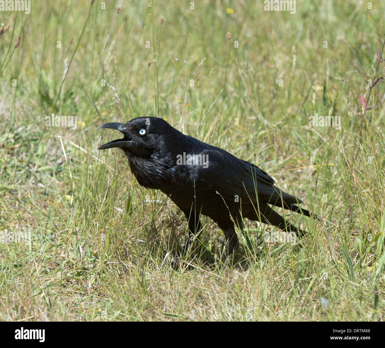 Australian raven corvus coronoides hi-res stock photography and images ...