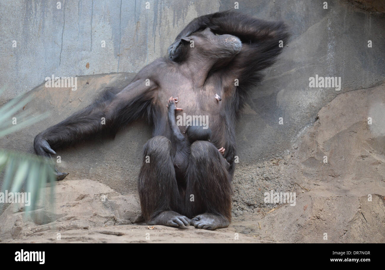 Female Chimpanzee Anatomy