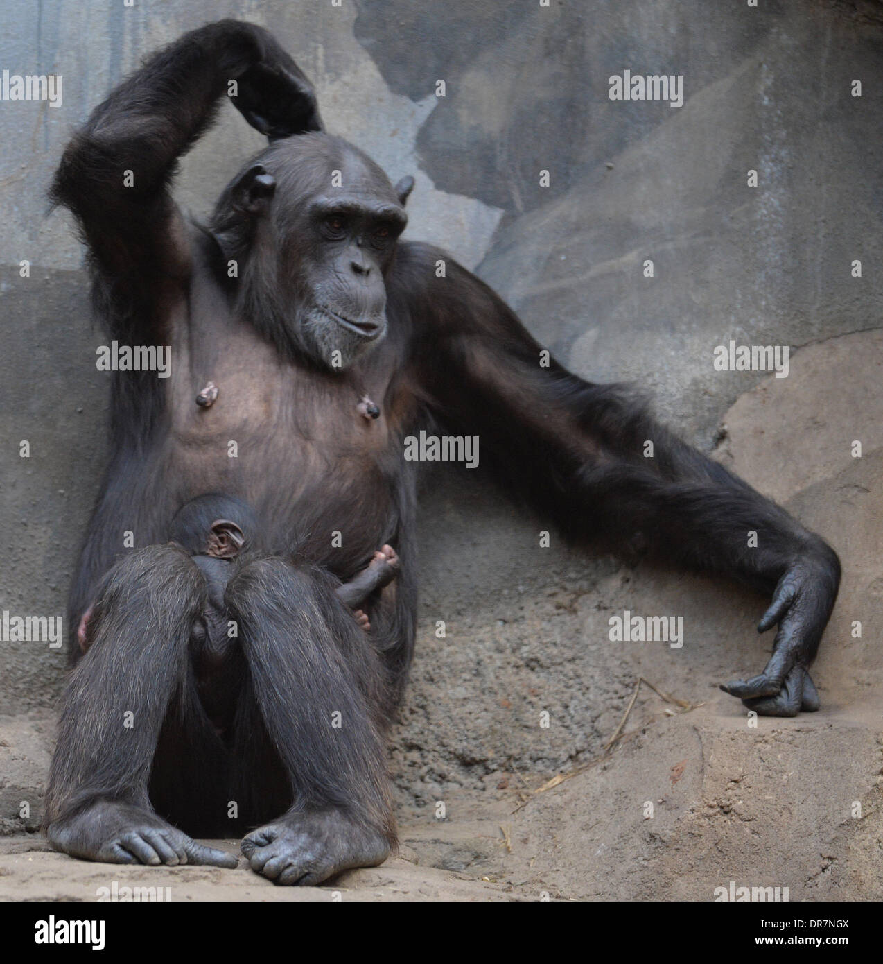Osnbrueck, Germany. 21st Jan, 2014. Female chimpanzee Vanessa carries ...