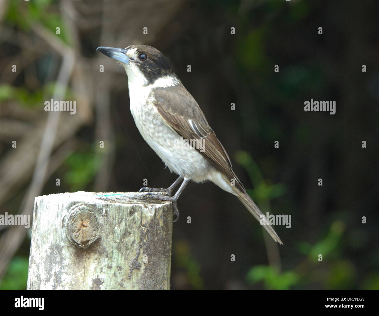 Grey butcherbird hi-res stock photography and images - Alamy