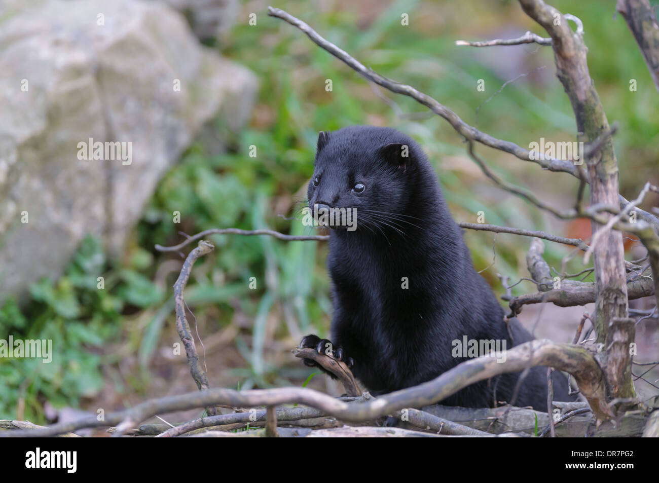 Amerikanischer Nerz, Neovison vison, american mink Stock Photo - Alamy