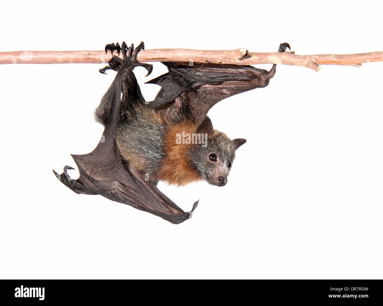 Grey-headed Flying Fox (Pteropus poliocephalus Stock Photo - Alamy