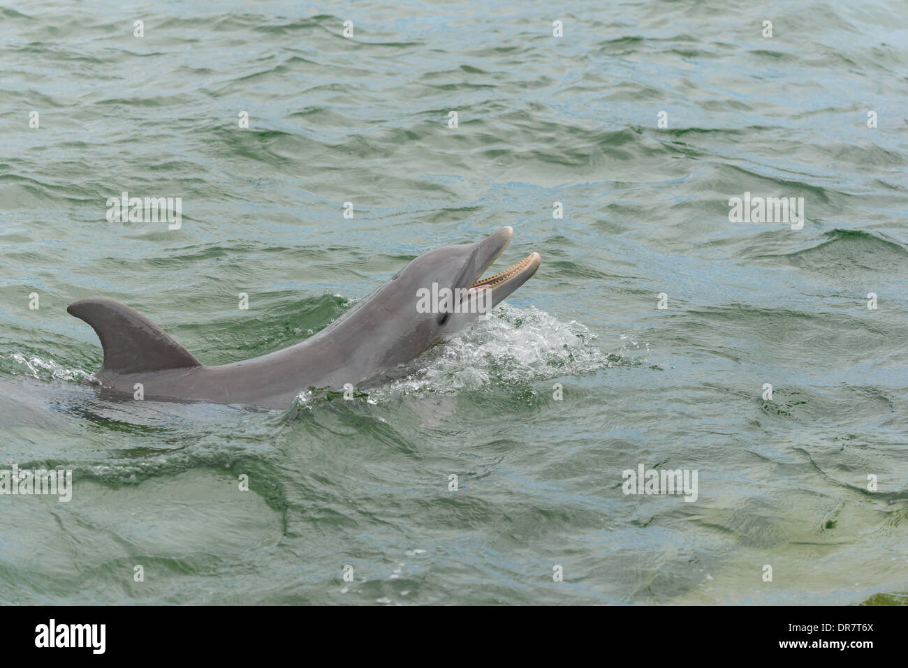 Delfin, Delphinus delphis, Dolphin Stock Photo - Alamy