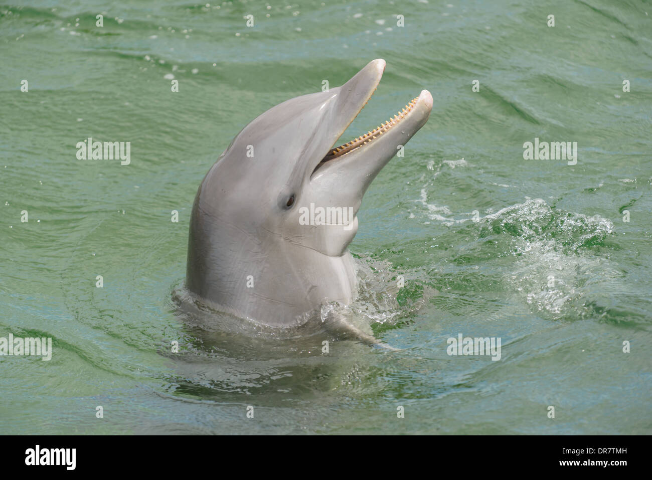 Delfin, Delphinus delphis, Dolphin Stock Photo - Alamy