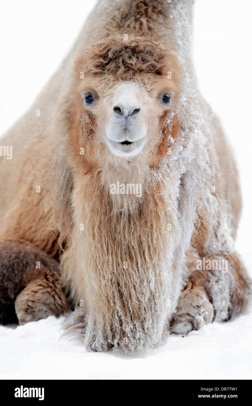 Bactrian Camel or Wild Bactrian Camel (Camelus ferus bactrianus ...