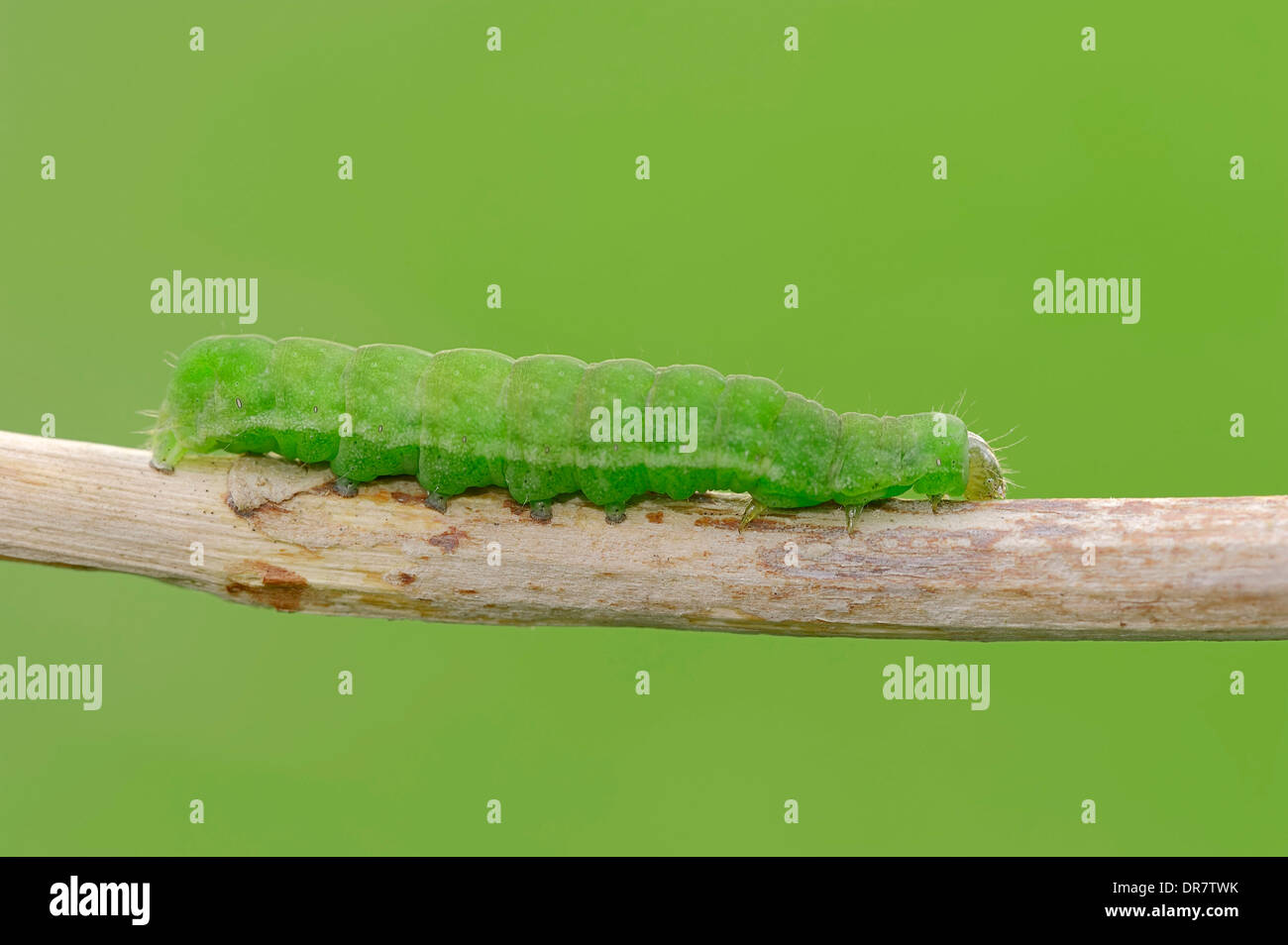 Angle shades caterpillar hi-res stock photography and images - Alamy