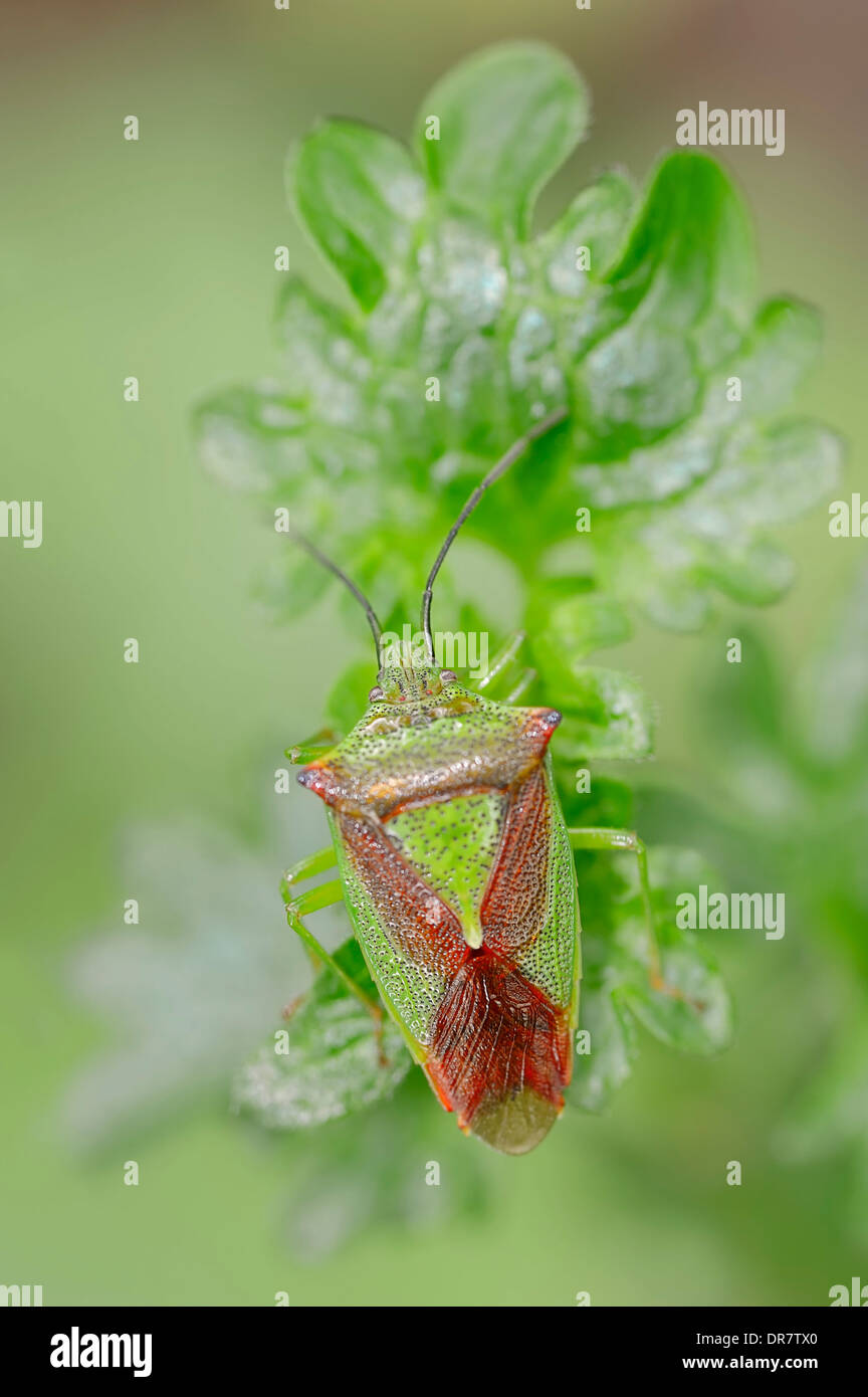Hawthorn Shield Bug (Acanthosoma haemorrhoidale), North Rhine ...