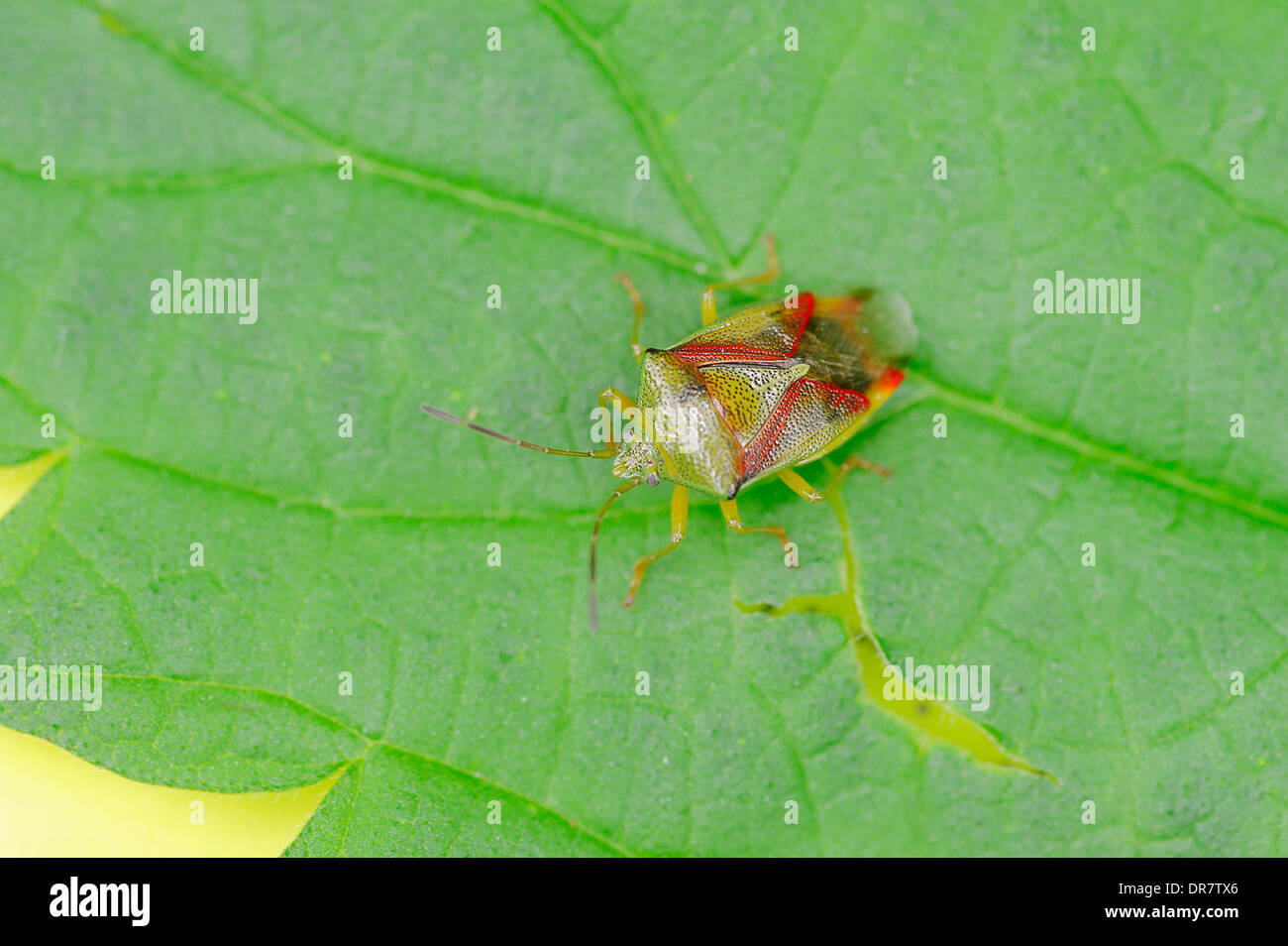 Birch Bug (Elasmostethus interstinctus), North Rhine-Westphalia ...
