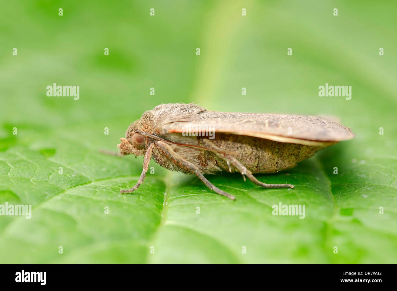 Lesser Yellow Underwing (Noctua comes), North Rhine-Westphalia, Germany ...