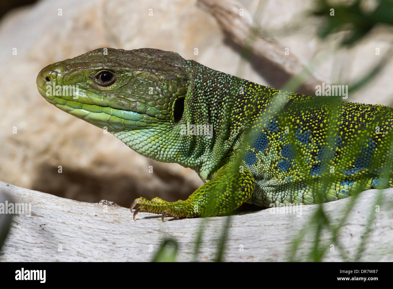 Jewelled lizard hi-res stock photography and images - Alamy