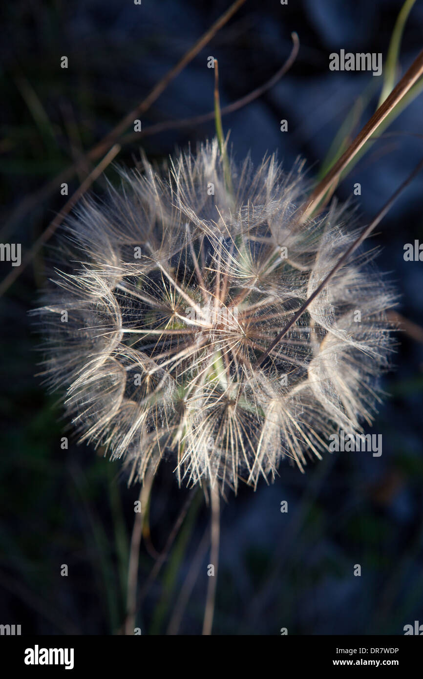 seed head, dandelion clock, garden, summer Stock Photo - Alamy