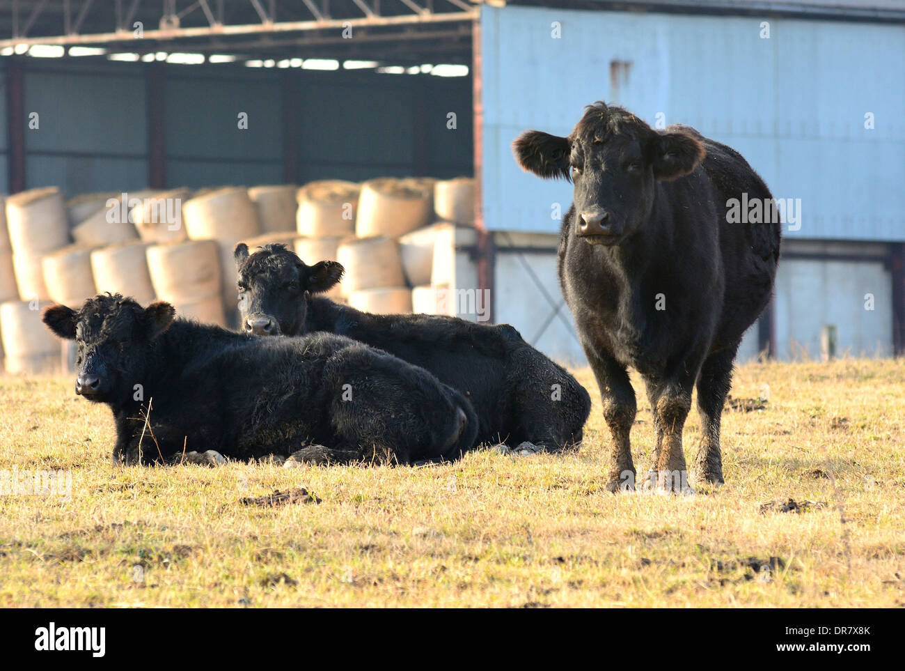 Black angus cattle cows grazing hi-res stock photography and images - Alamy
