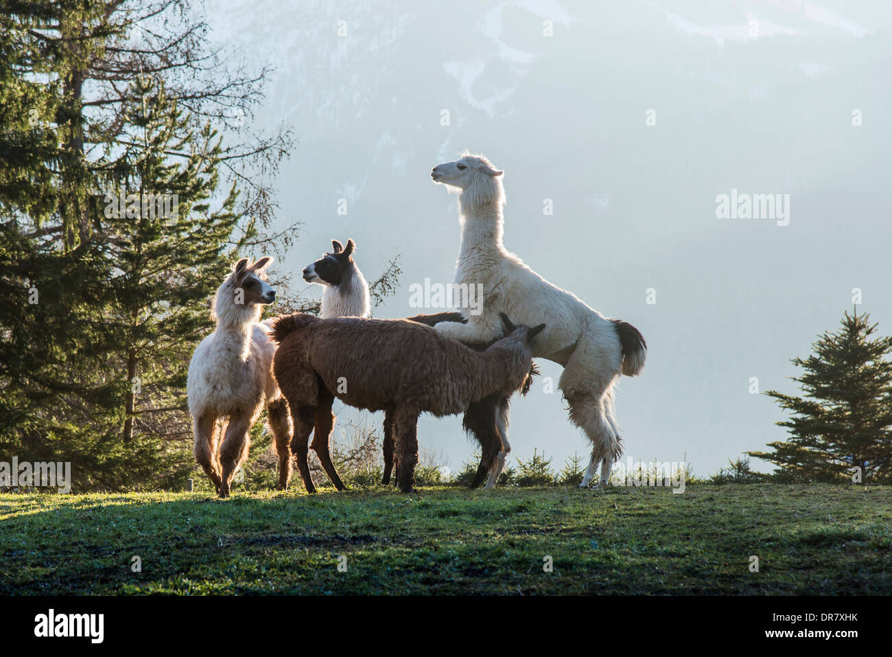 Llamas (Lama glama), Vorderstoder, Upper Austria, Austria Stock Photo ...