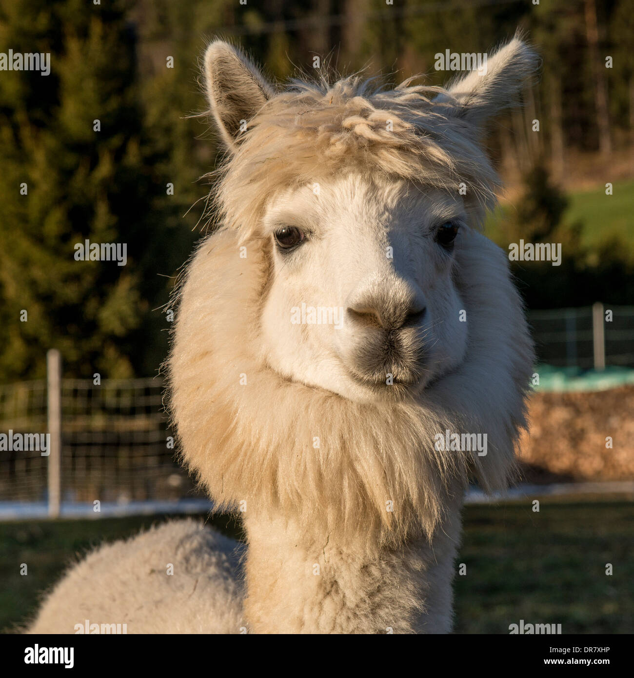 An Alpaca Stock Photos & An Alpaca Stock Images - Alamy