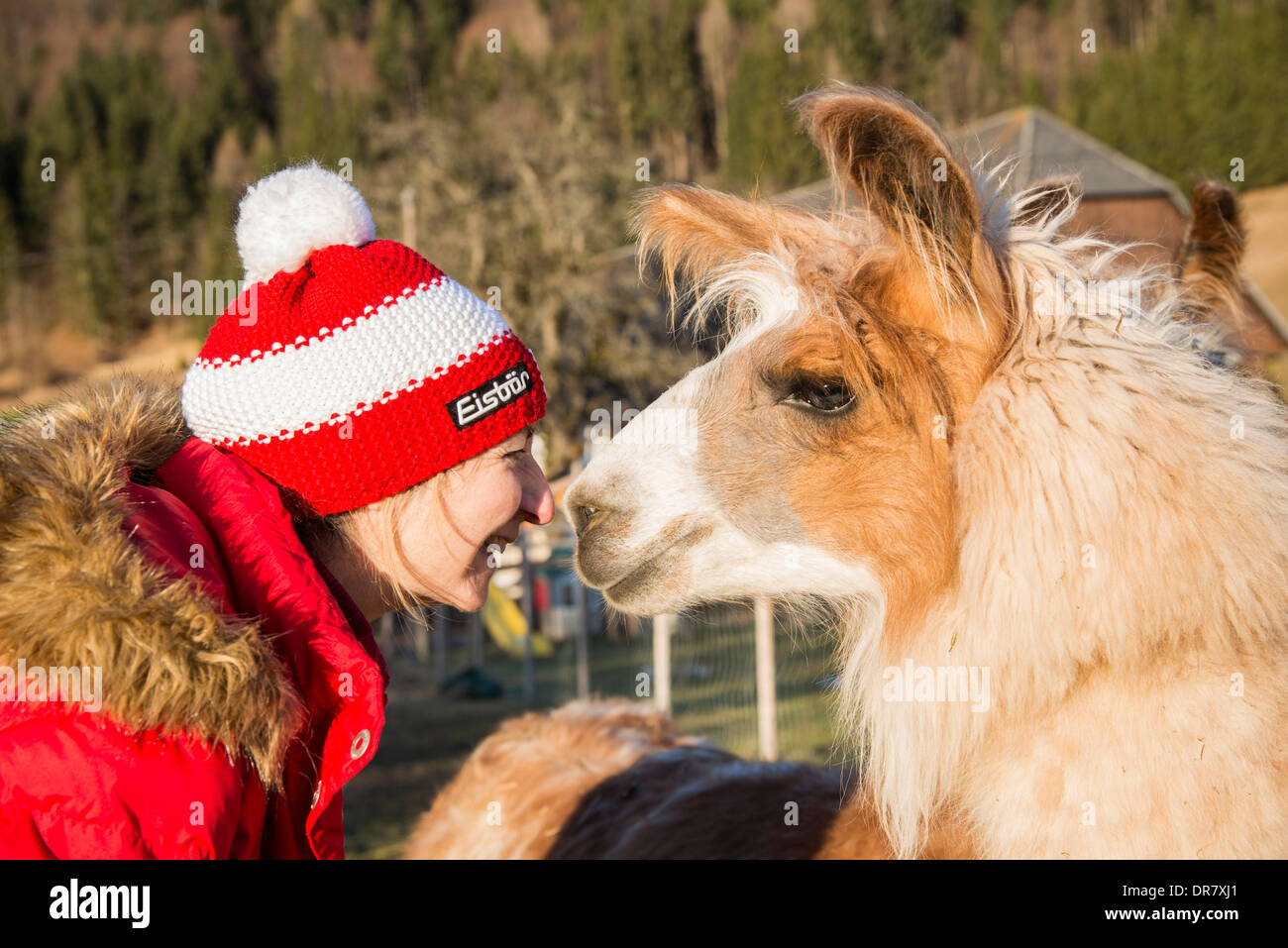 Woman and Llama (Lama glama), nose to nose, Vorderstoder, Upper Austria ...