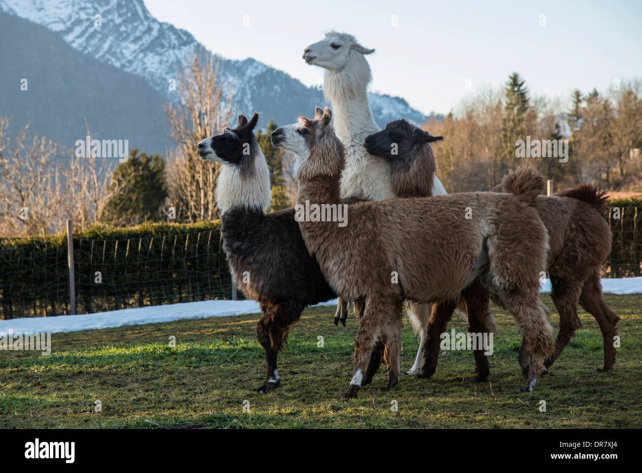 Four Llamas High Resolution Stock Photography and Images - Alamy