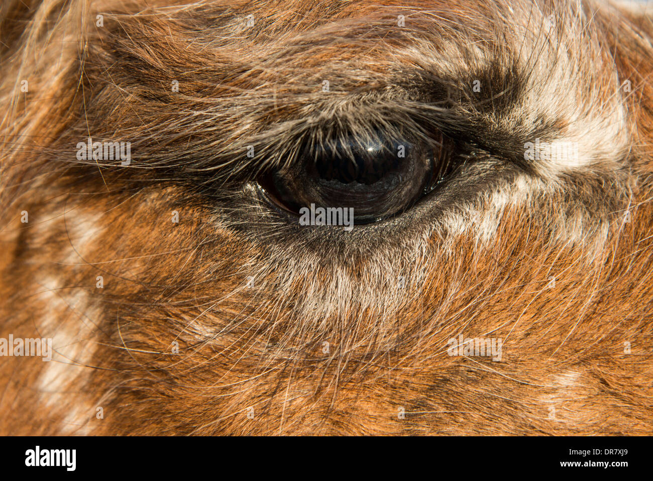 Llamas eye hi-res stock photography and images - Alamy