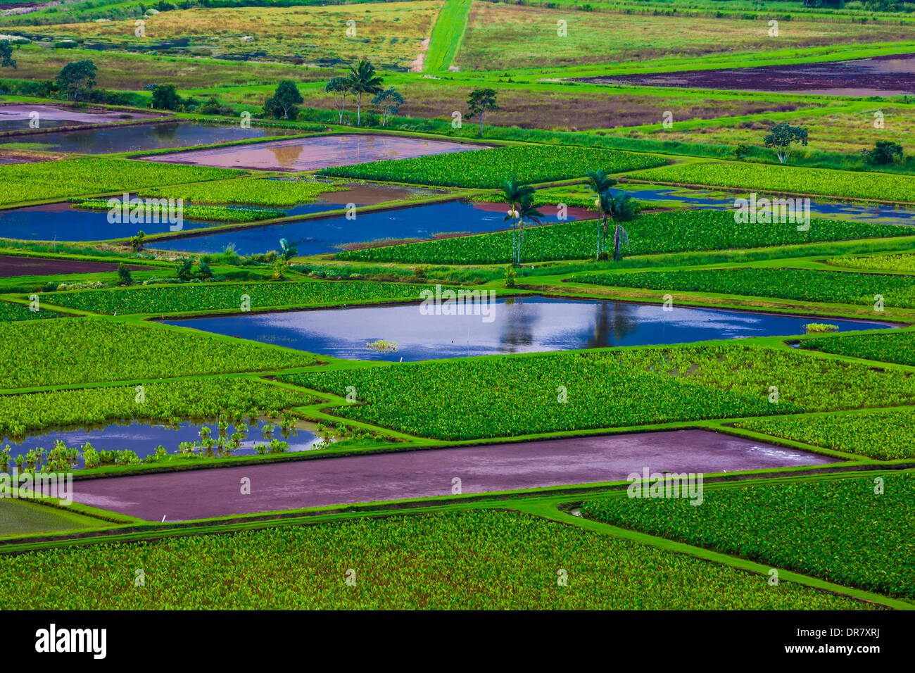 Taro fields in Hanalei Valley, Kauai, Hawaii, USA Stock Photo - Alamy