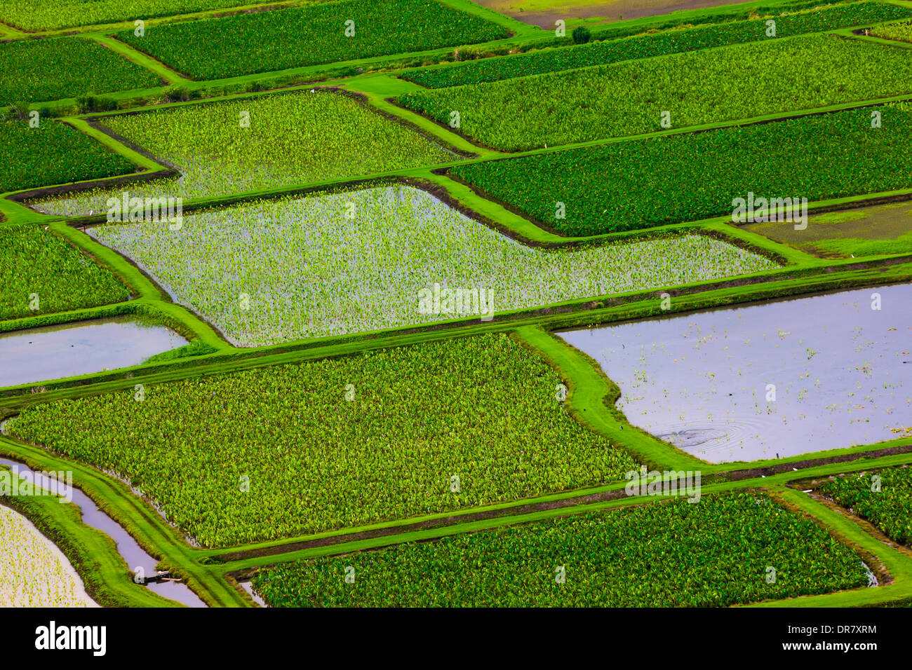 Taro fields in Hanalei Valley, Kauai, Hawaii, USA Stock Photo - Alamy