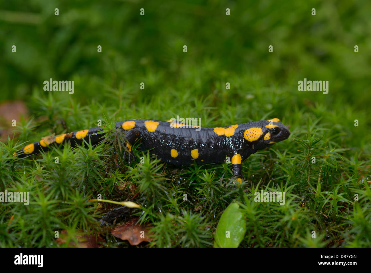 Feuersalamander, Salamandra salamandra, european fire salamander Stock ...