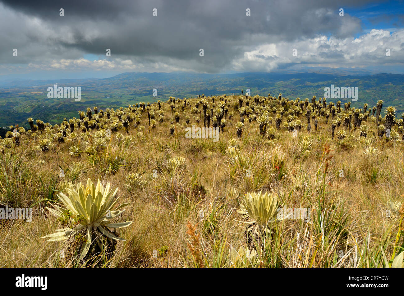 Frailejons hi-res stock photography and images - Alamy