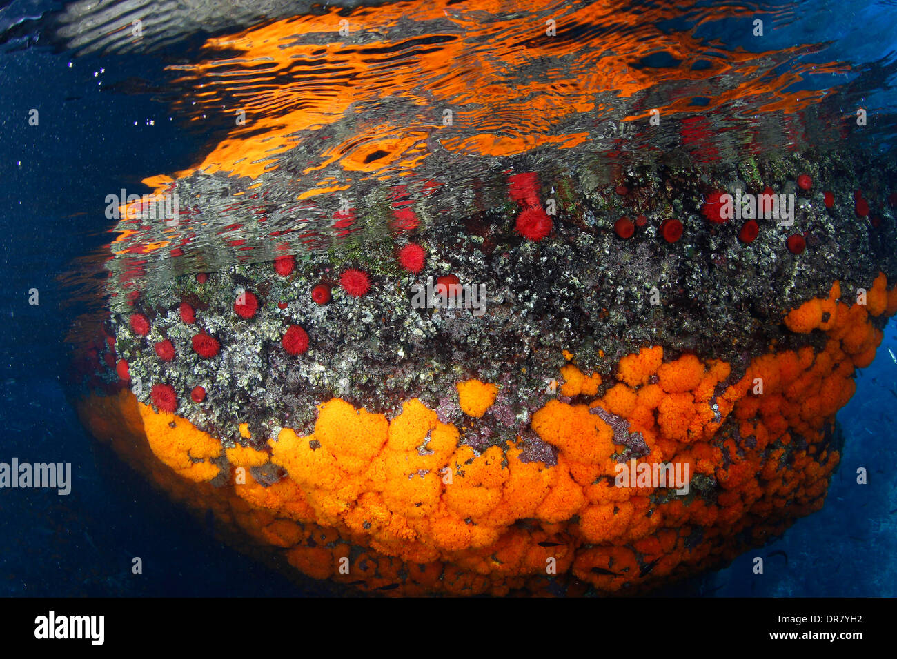 A colorful wall of orange corals and sea tomatoes Stock Photo - Alamy