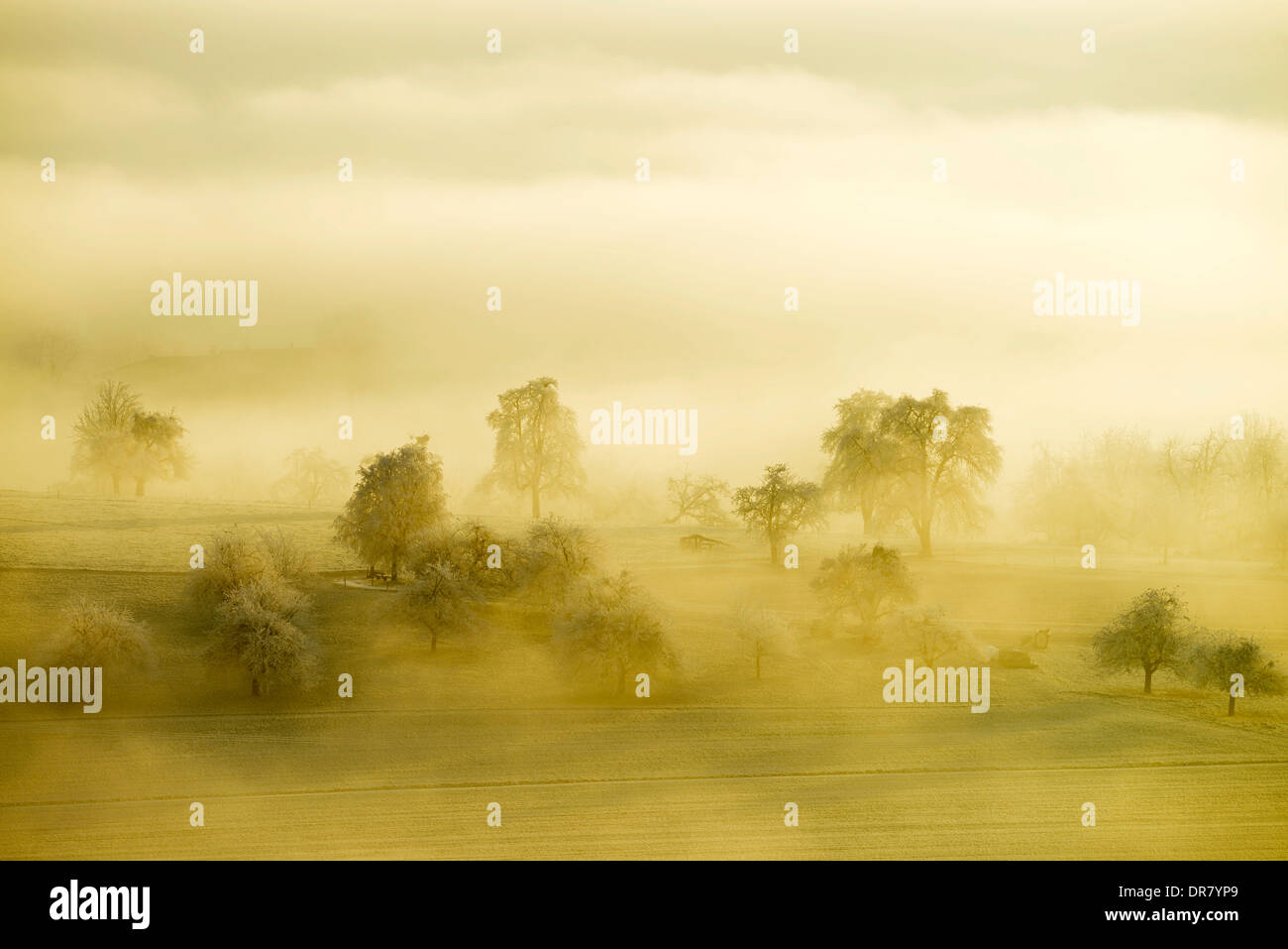 Fog fruit High Resolution Stock Photography and Images - Alamy