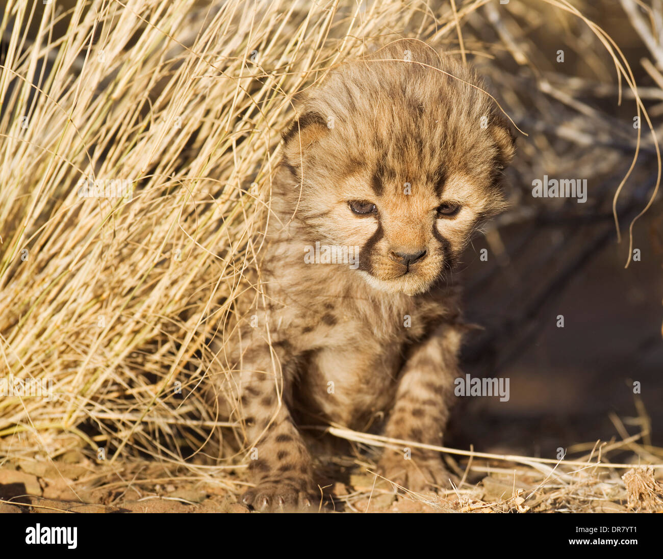 Cheetah (Acinonyx jubatus), male cub, 19 days, captive, Namibia Stock ...