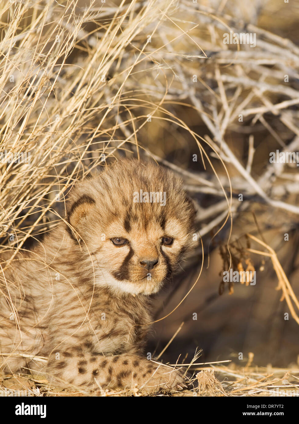 Cheetah (Acinonyx jubatus), male cub, 19 days, captive, Namibia Stock ...