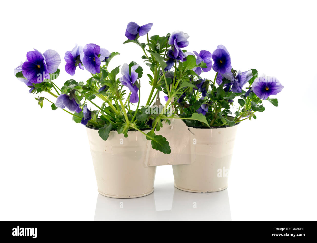 White flowers and bucket hi-res stock photography and images - Alamy