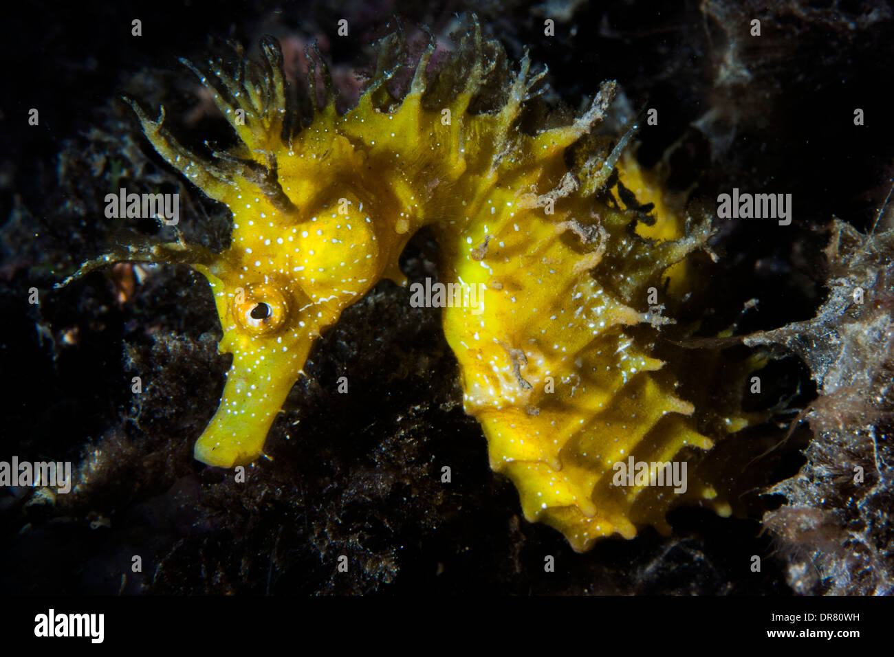Yellow seahorse (Hippocampus ramulosus) a rare fish very popular in all ...