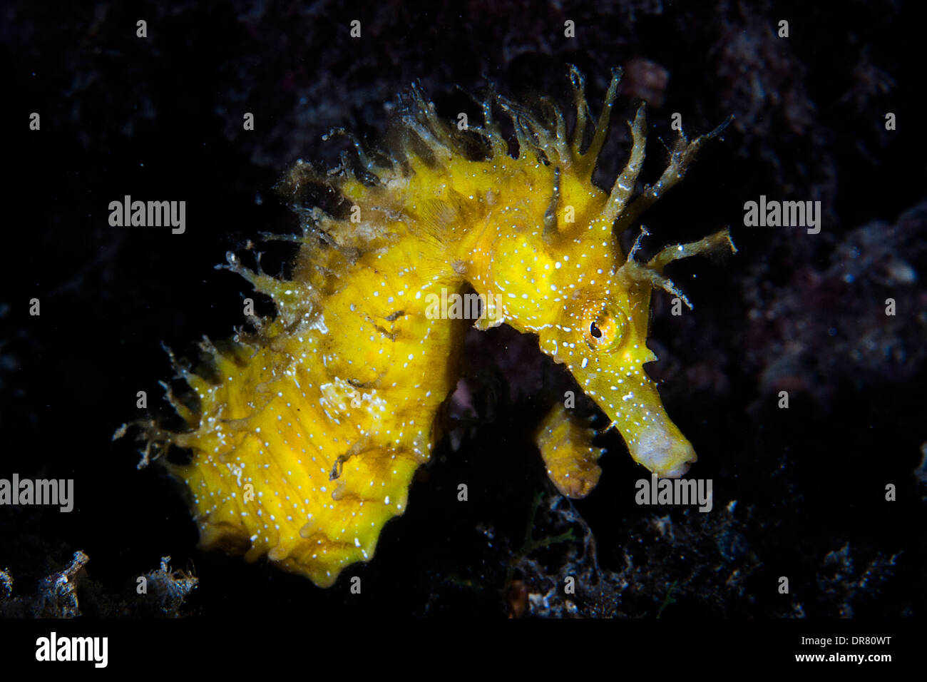 Yellow seahorse (Hippocampus ramulosus) a rare fish very popular in all ...
