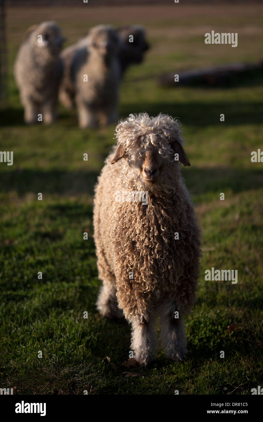 Angora goats texas hi-res stock photography and images - Alamy