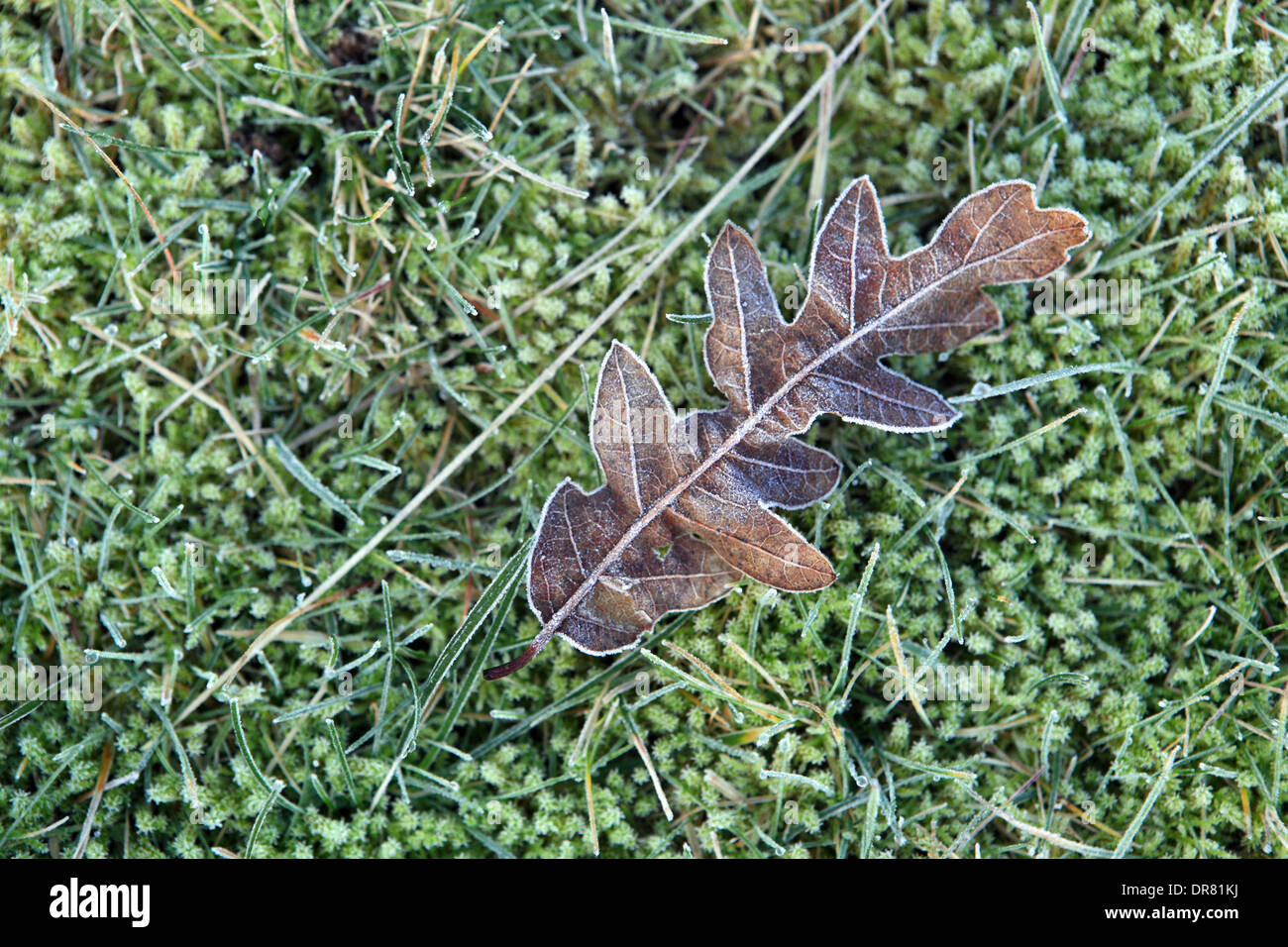 Season cycle hi-res stock photography and images - Alamy