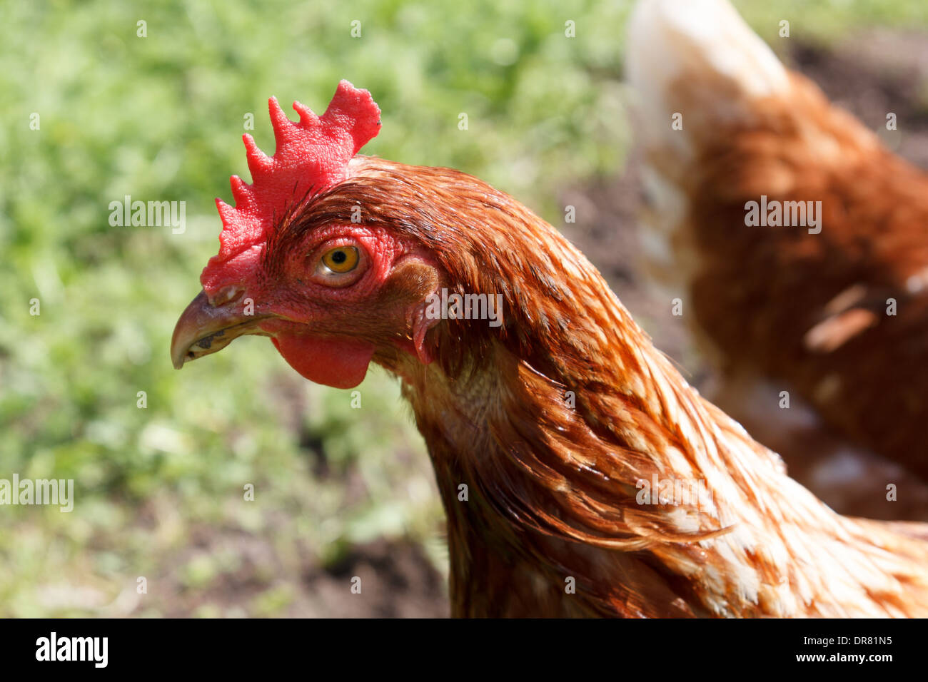 chicken portrait in outdoors countryside Stock Photo - Alamy